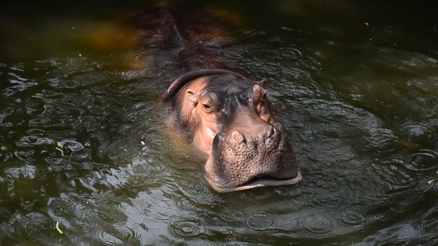 Feeding Food Gives Hippopotamus Stock Footage Video (100% Royalty-free ...