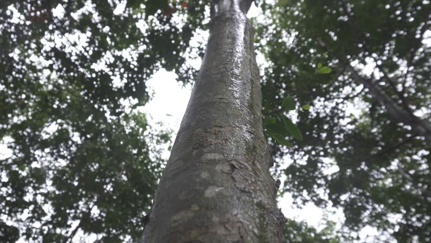 Rubber Tree in the Jungle Stock Footage Video (100% Royalty-free ...