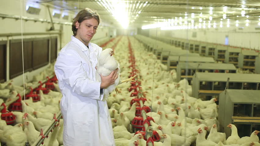 Stock video of farmer working on chicken farm, eggs | 3387005 ...