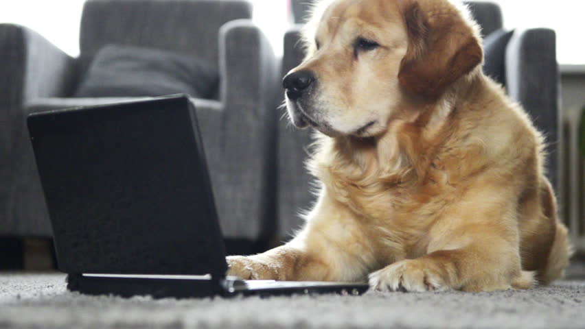 Dog with laptop image - Free stock photo - Public Domain photo - CC0 Images