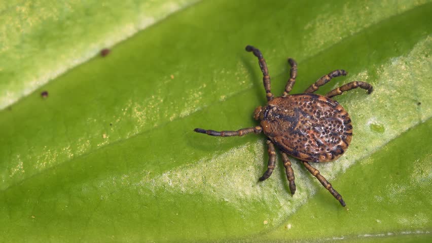 Adult Tick On the Green Stock Footage Video (100% Royalty-free ...