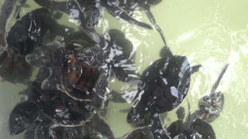 Turtle in the spring image - Free stock photo - Public Domain photo ...