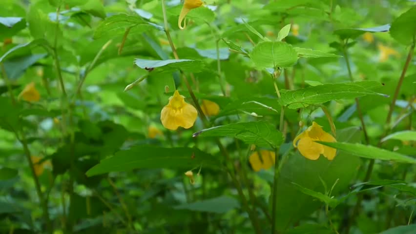 Yellow Touch-me-not Balsam Flower Petal HD Video Static Camera ...