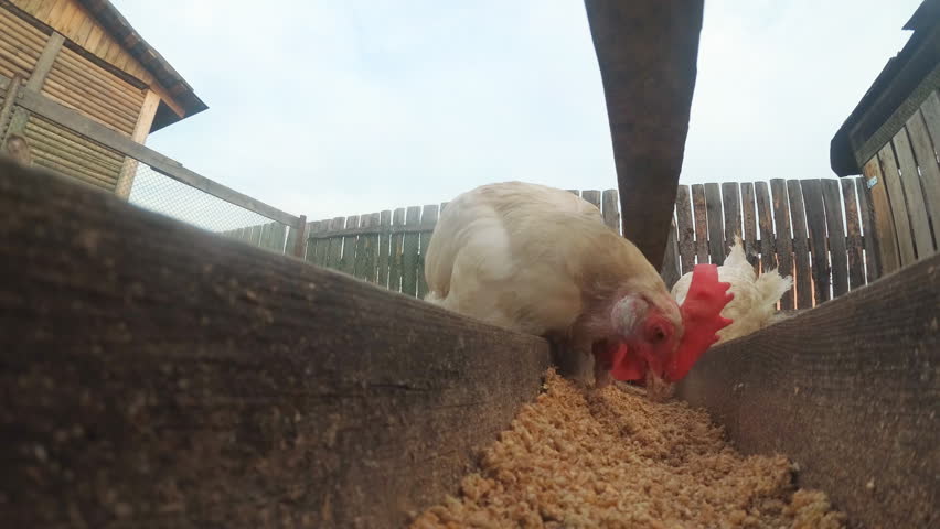 Chicken Pecking Stock Video Footage - 4K and HD Video Clips | Shutterstock