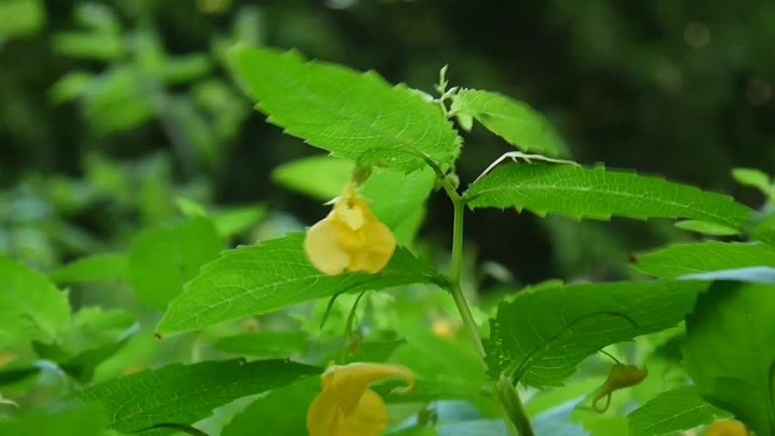 Yellow Touch-me-not Balsam Flower Petal Stockbeeldmateriaal en -video's ...