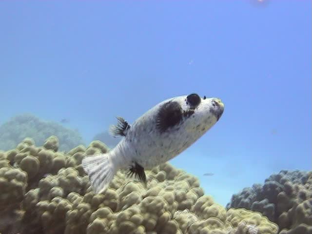 Colorful Underwater Tropical Puffer Fish Stock Footage Video (100% ...