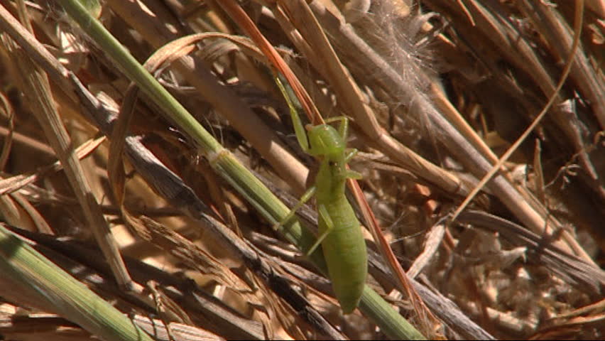 Gladiator Insect Stock Footage Video (100% Royalty-free) 3557405 ...