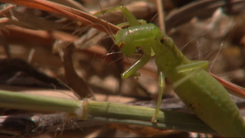 Gladiator Insect Stock Footage Video 3557429 | Shutterstock
