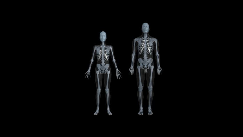 Vídeo stock de 3d Male and Female Skeleton (100% livre de direitos ...