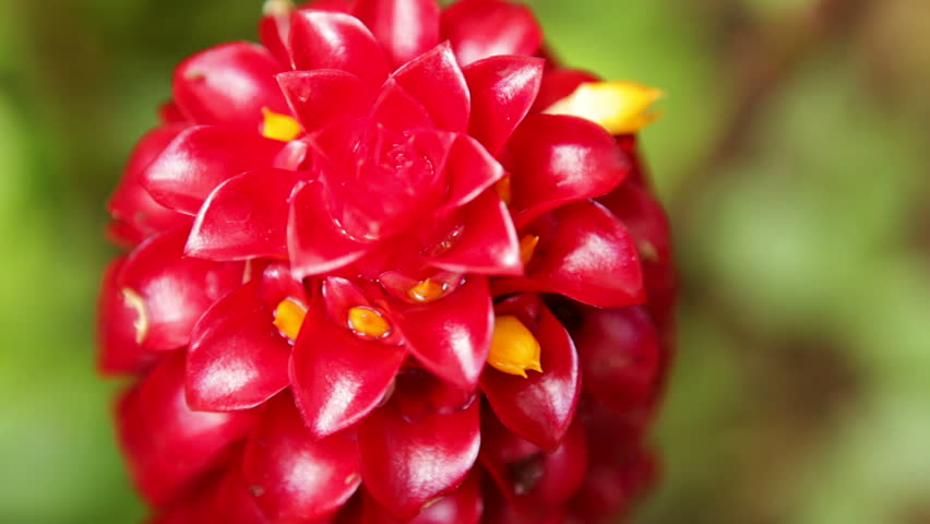 Close-up Rack Focus Of A Group Of Red Indonesian Wax Ginger Flowers ...
