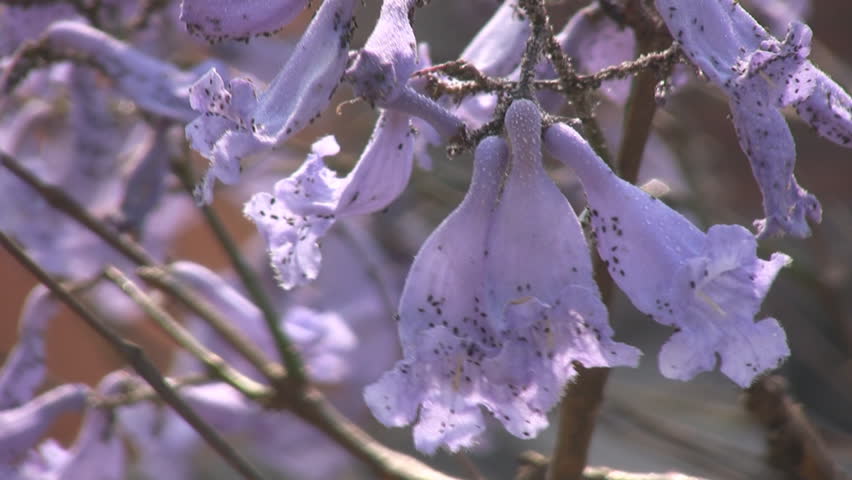Jacaranda Flowers Stock Footage Video (100% Royalty-free) 364645 ...