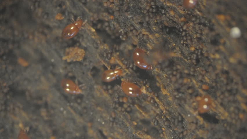 Moss Mites Oribatida Stock Footage Video (100% Royalty-free) 3713105 ...