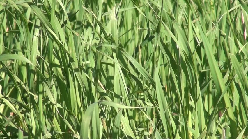 Green Mature Lush Grass, Zoom Stock Footage Video (100% Royalty-free ...