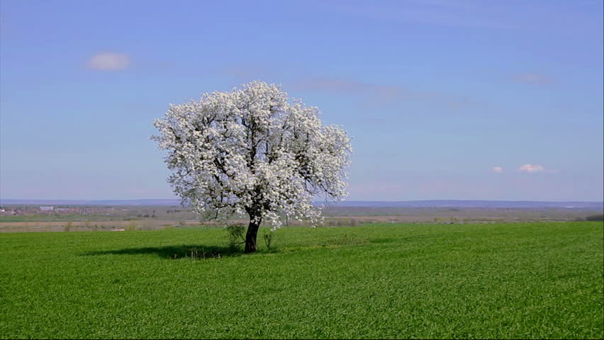 Lonely Spring Tree On Green Stock Footage Video (100% Royalty-free ...