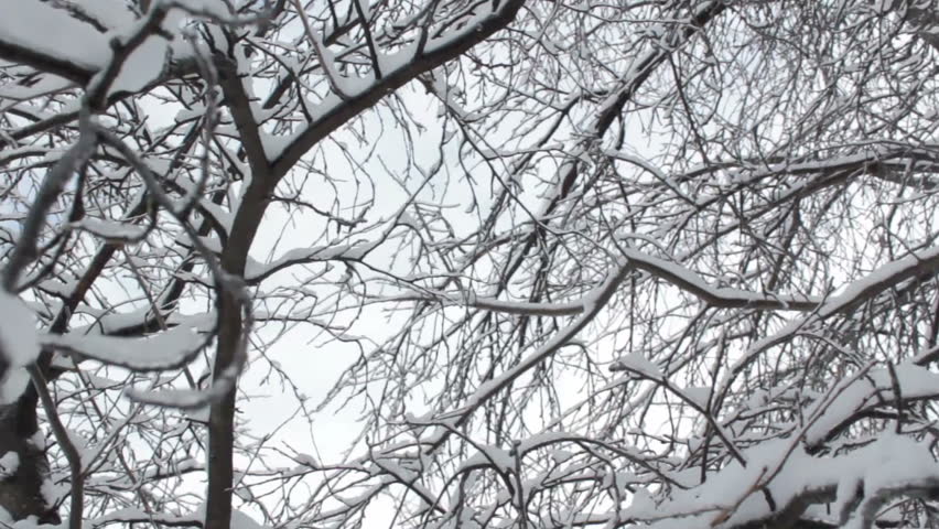 Ice Coated Whole Tree Stock Footage Video (100% Royalty-free) 3755855 | Shutterstock
