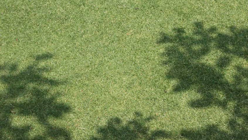 Shadow from Tree On Grass Stock Footage Video (100% Royalty-free ...