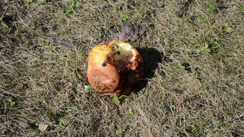 Rotten Food Stock Footage Video | Shutterstock