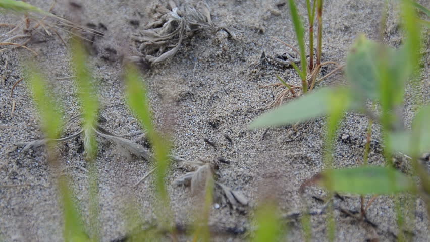 Stock Video Clip of busy ants crawling on trail | Shutterstock