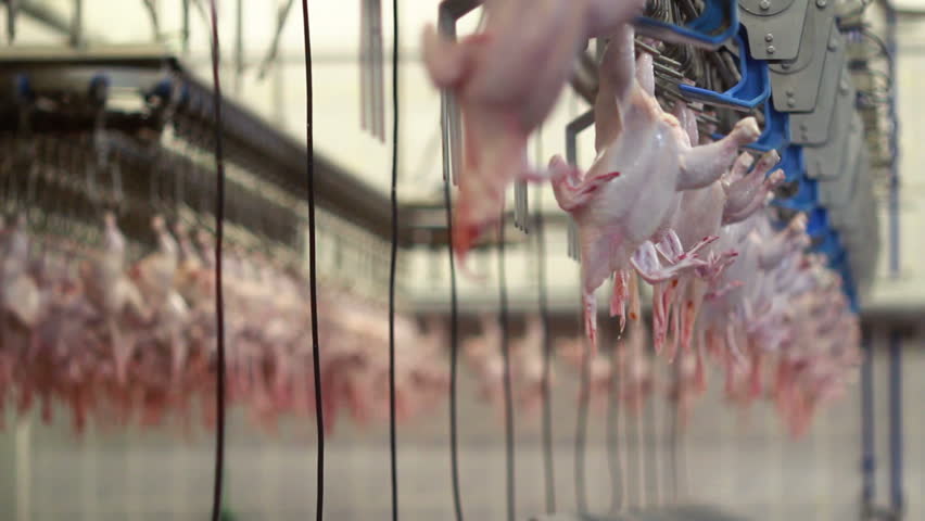 Stock video of chicken meat processing plant/poultry production line ...