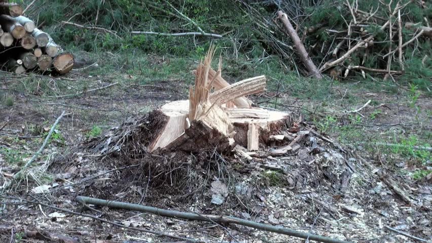 Stump at the Site of Stock Footage Video (100% Royalty-free) 3924305 ...