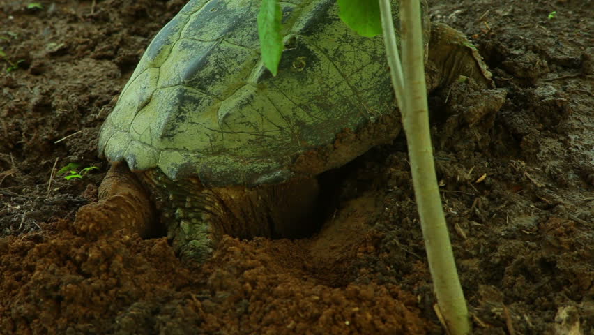 A Snapping Turtle in Kentucky Stock Footage Video (100% Royalty-free ...
