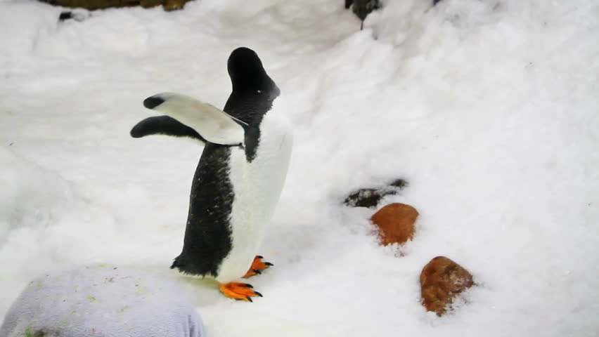 Penguins in Antarctica image - Free stock photo - Public Domain photo ...