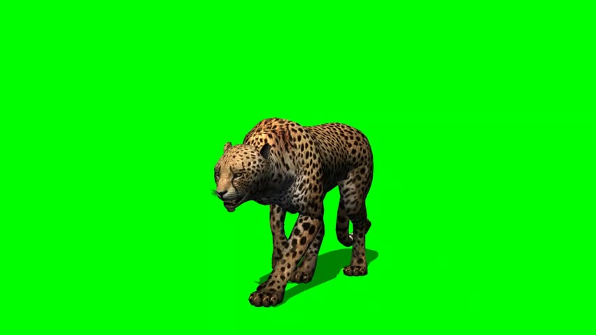 Stock video of cheetah walk animal green screen video | 4156885 ...