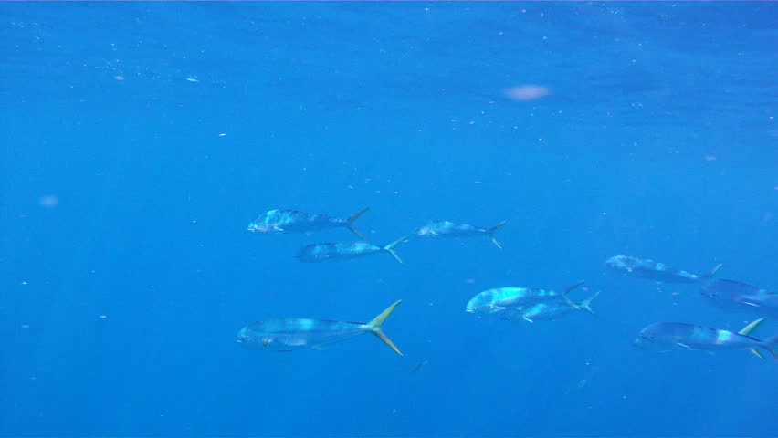Stock Video Clip of Dolphin Underwater: 1080 HD footage of saltwater ...