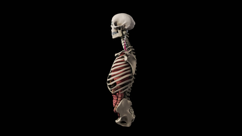 Videoclip stock a tema 3d skeleton torso loop rotating - has | Shutterstock