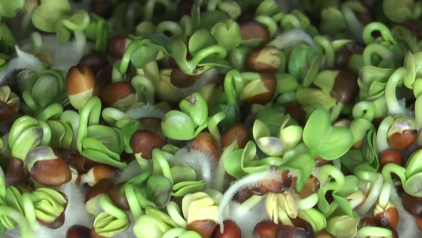 Time Lapse of Growing Plants Stock Footage Video (100% Royalty-free ...