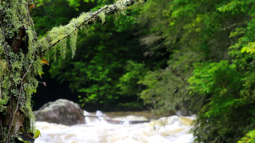 A Mossy Tree with Rapids Stock Footage Video (100% Royalty-free ...