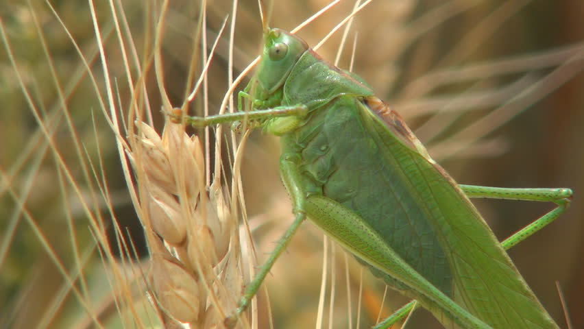 Macro Of Grasshopper On Wheat Ear, Locust On Cereals In Agriculture ...