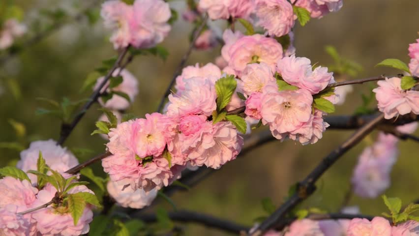 Flowering Almond (prunus Triloba Multiplex) Vidéos de stock (100 % ...