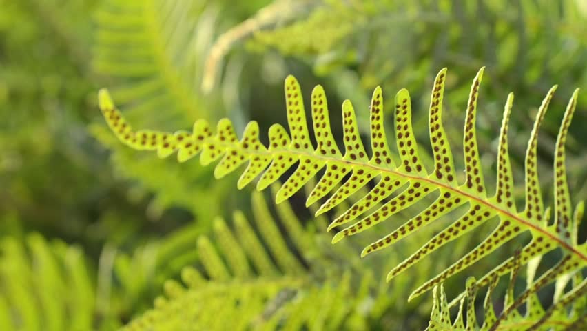 Stock video of common polypody (polypodium vulgare) | 4361975 ...