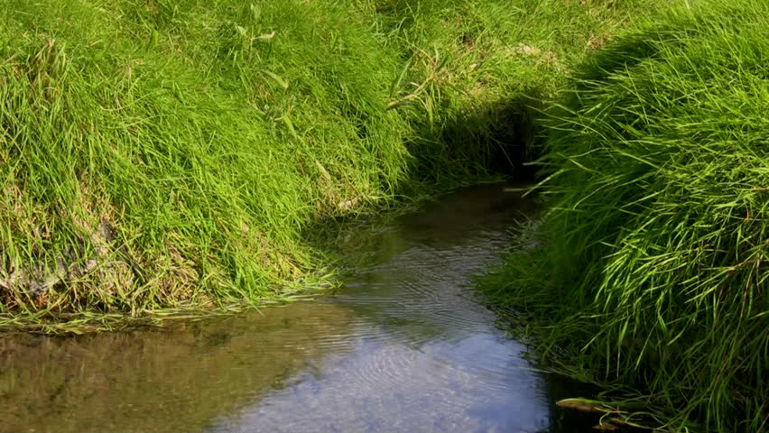 Stock video of a little clean stream of water | 4385165 | Shutterstock