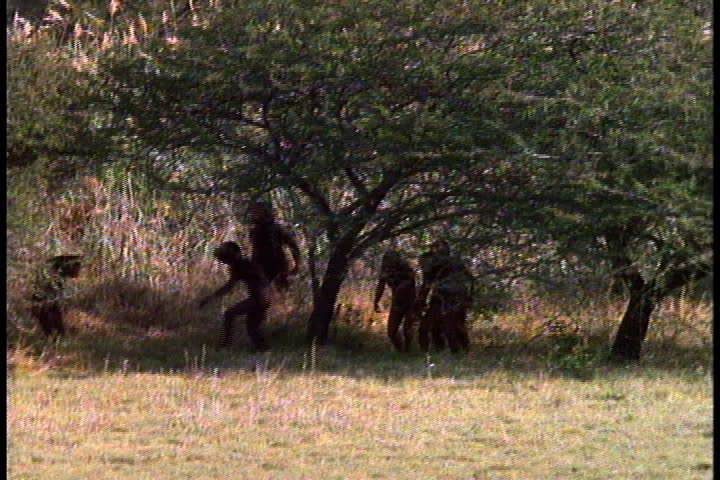Group Of Early Humans, Or Australopithecus Afarensis, Make Their Way ...