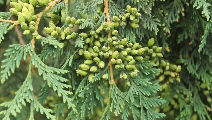 Closeup of Several Cedar Boughs Stock Footage Video (100% Royalty-free ...