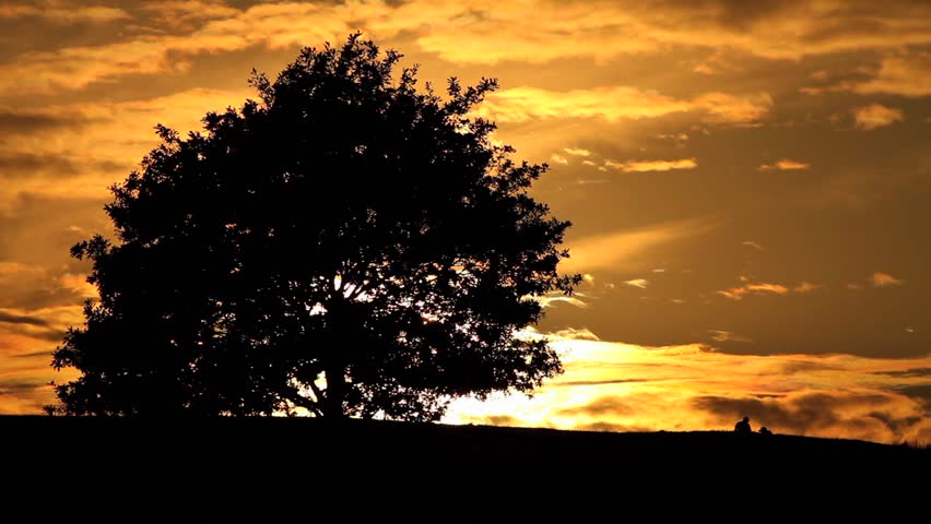 Tree Silhouette On Horizon with Stock Footage Video (100% Royalty-free ...