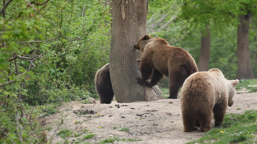 Three Brown Bears in Spring Stock Footage Video (100% Royalty-free ...