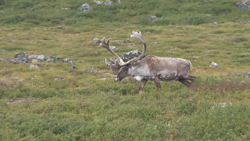 Caribou Migration in Northern Quebec. Stock Footage Video (100% Royalty ...