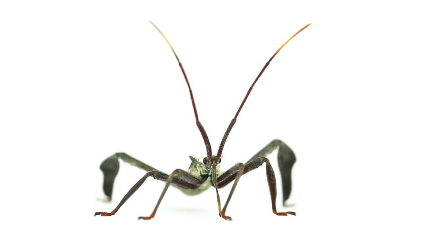 Adult Assassin Bug Raises Forelegs And Grooms Beak, On White Background ...