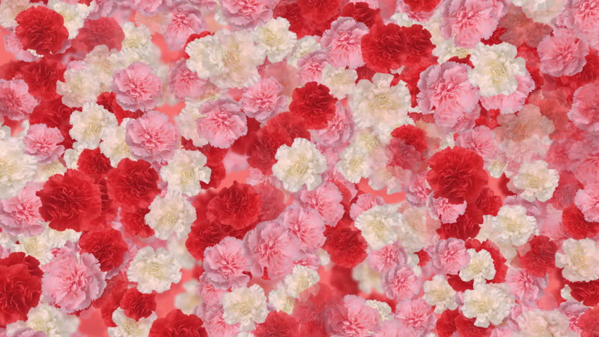 Carnation Flower Backgrounds Stock Footage Video 460300 | Shutterstock