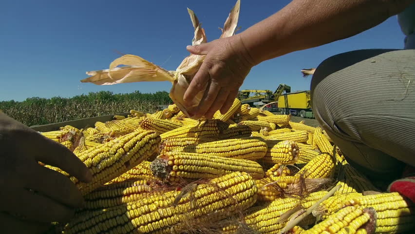 Human Hands Holding Corn After Stock Footage Video (100% Royalty-free ...