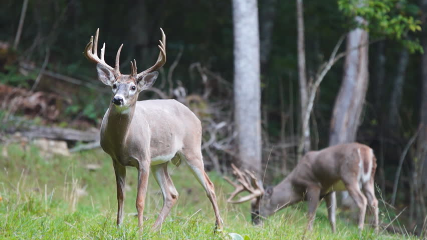 Whitetail Deer Mature Bucks, September Stock Footage Video (100% ...