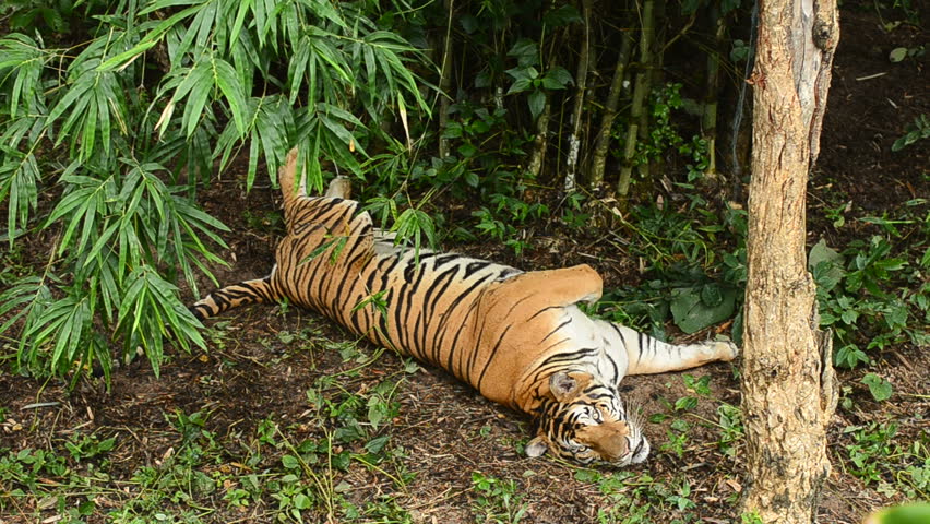 Tiger Screaming Shot In Forest Varastovideo 6739180 | Shutterstock