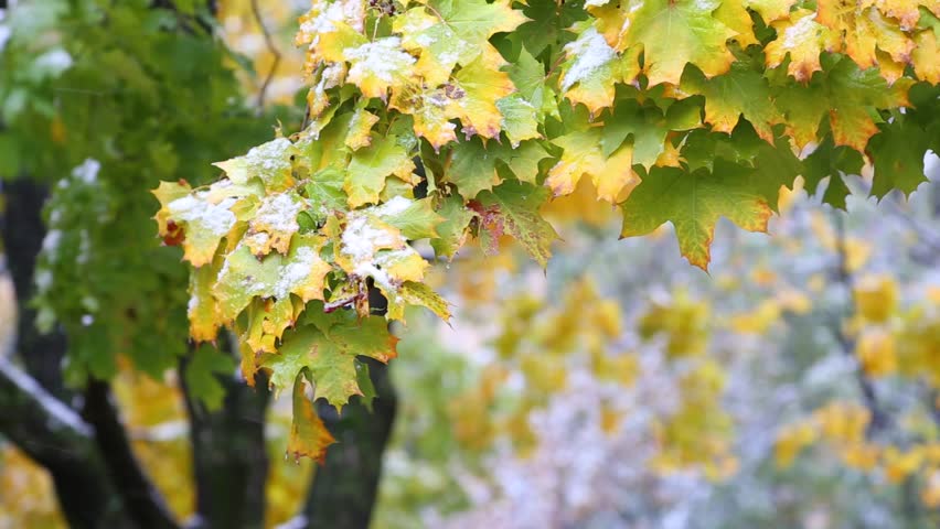 Vivid Nature Scene With Closeup Of Maple Leaves In First Snow Fall ...