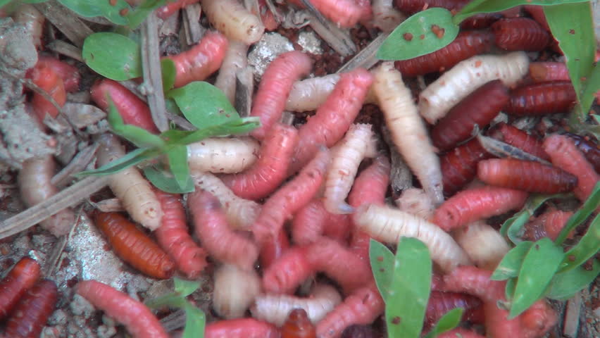 Maggots As Bait For Fishing Rod, Worms For Fishing Hook, Food For Fish ...
