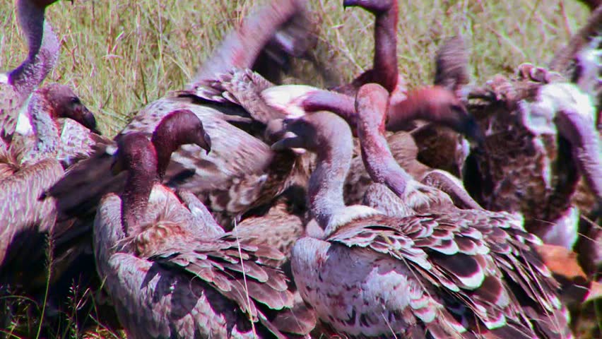 Vultures Feed On Dead Carrion Stock Footage Video (100% Royalty-free ...