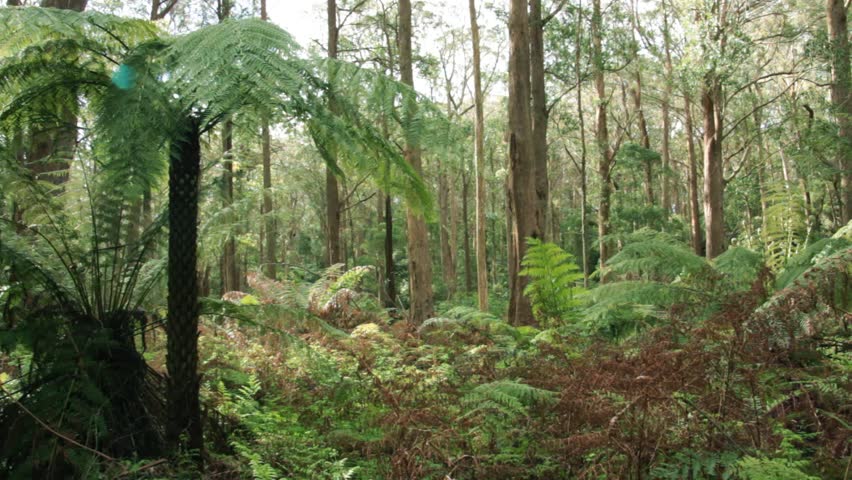 Temperate Rainforest Australian Landscape The Eastern Australian ...