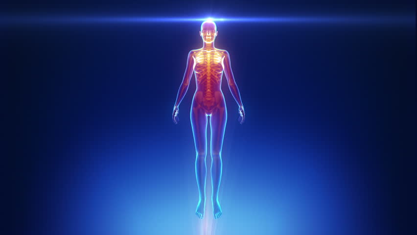 Anatomy Of Human Body Female Zygote::3D Female Muscular System